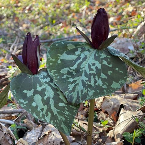 Sweet Betsy Trillium Cuneatum A Beautiful And Stately Southern Belle
