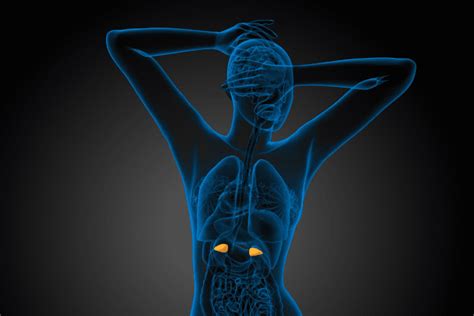 How To Treat Low Dhea Levels Balanced Body Health And Wellness