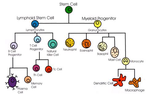 IMMUNE SYSTEM CELLS AND THEIR FUNCTIONS Microbiology Class