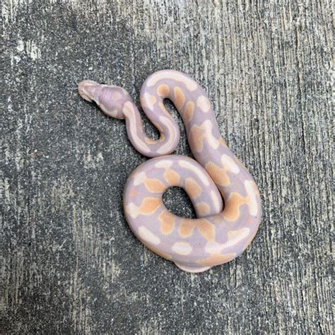Jual Ular Ball Python Banana Enchi Jakarta Barat Areareptile Jual Ular Ball Python Banana Enchi Jakarta Barat Areareptile