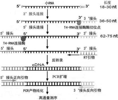 Screening And Identifying Method Of Mirnas Micro Ribonucleic Acids Of Fetal Fibroblasts Of