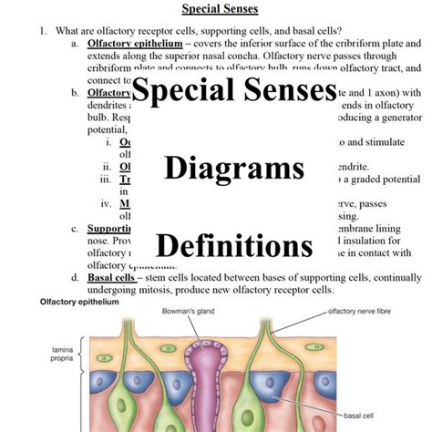 Special Senses Anatomy Etsy