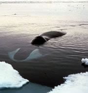 Bowhead Whales In Alaska