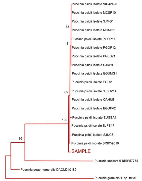 Phylogenetic Tree Demonstrating The Evolutionary Relationships Between Download Scientific