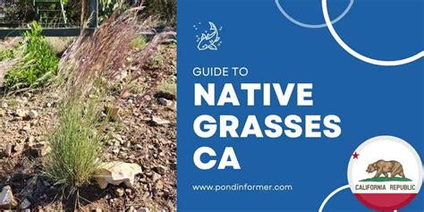 13 Native Grasses For California 2023 Id Pics Pond Informer