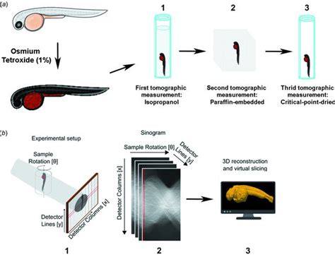 IUCr Comparative Analysis Of Sample Preparation Protocols Of Soft Biological Tissues For