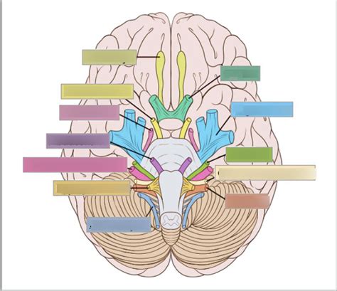 Cranial Nerve Lab Diagram Quizlet