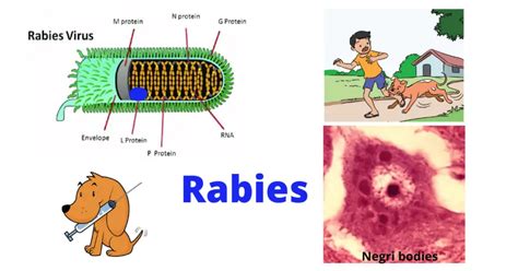 Rabies Virus Structure Pathogenesis And Lab Diagnosis • Microbe Online