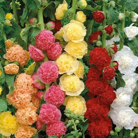 Buy Alcea Double Collection At Uk