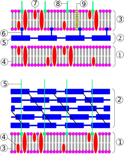 Basic Bacterial Culturing Practices