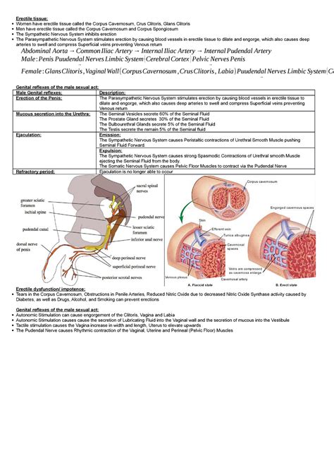 Hubs 192 Lecture 47 Coitus Neurologic And Vascular Components