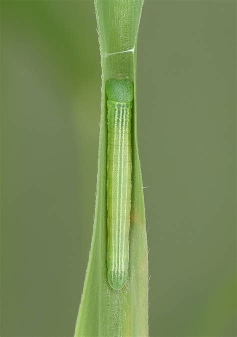 Ocola Skipper Alabama Butterfly Atlas