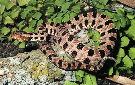 What Kind Of Snake Is This Here S A Texas Guide That Can Help