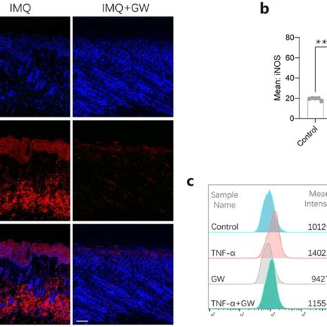 Gw Ameliorates Imq Induced Psoriasis Like Skin Lesions In Mice A Download Scientific Diagram