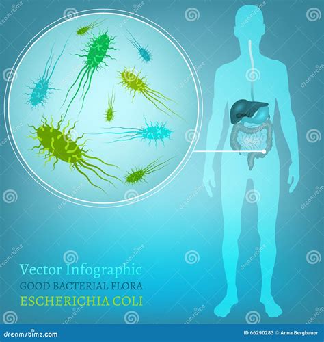 Vector Bacteria Flora Stock Vector Illustration Of Anatomical 66290283