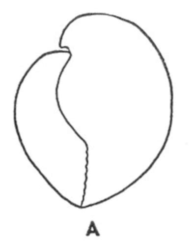 Shell Shape Flashcards Quizlet