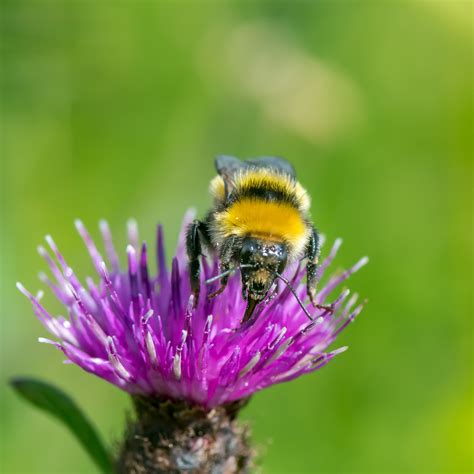 Great Yellow Bumblebee Species On The Edge Wildlife And Habitat