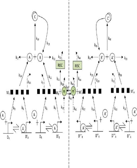 Schematic Diagram Showing The Coupling Of Identical Genetic Oscillators Download Scientific