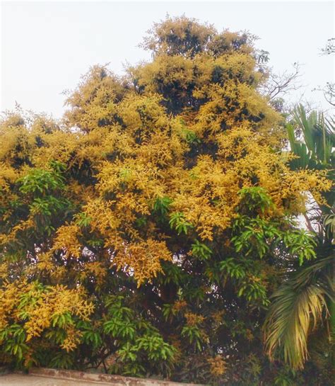 Minhazul Islam Shaon On Linkedin My Mango Tree