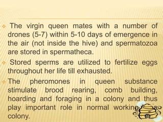 COLONY ORGANIZATION AND LIFE CYCLE OF HONEY BEE PPTX