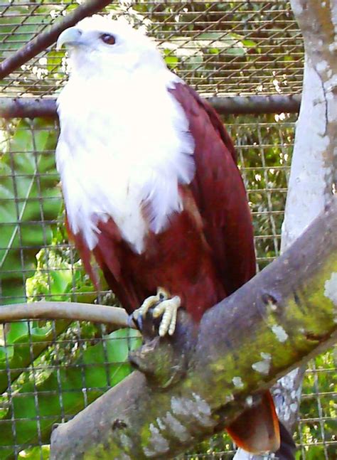 SIMPLE TRIPPER PRONY The Python