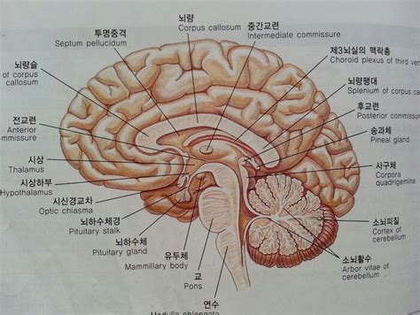 뇌의 정중 시상면 시상면 의학 용어 해부학