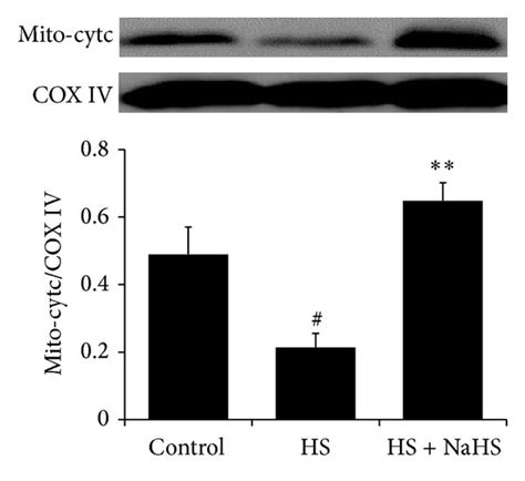 Cytochrome C Cytc Protein Expression And Distribution In Human