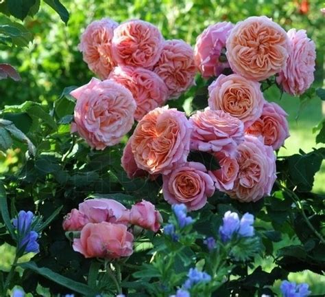 Роза Мэри Энн Фото И Описание – Telegraph