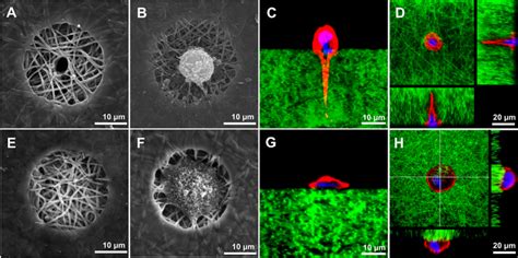 Nanofibrous Tubular Three Dimensional Platform For Single Dental Pulp Stem Cell Polarization Pmc