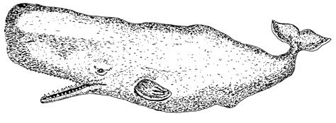 Was Moby Dick A Real Whale