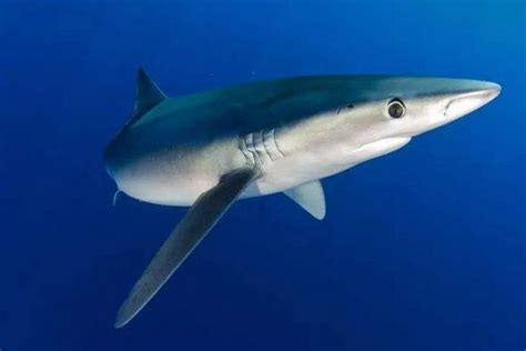 鱼类繁殖有三种方式 运富春