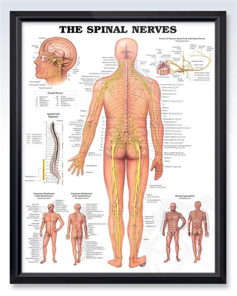 Spinal Cord Artofit