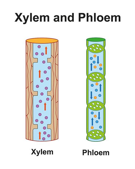 Do Lycophytes Have Xylem And Phloem At Maddison Loch Blog