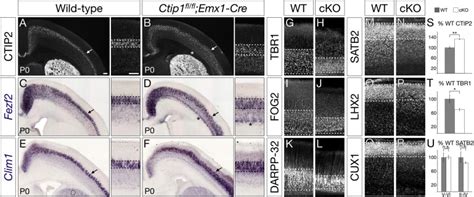 More Neurons In The Ctip1fl Fl Emx1 Cre Cortex Adopt A Scpn Identity Download Scientific
