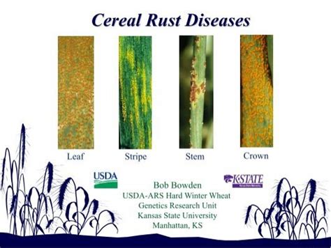 Cereal Rust Diseases Plant Management Network