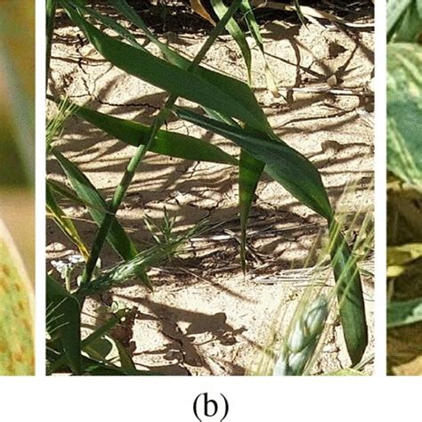 Sample Images From Wheat Rust Classification Dataset A Brown Rust Download Scientific