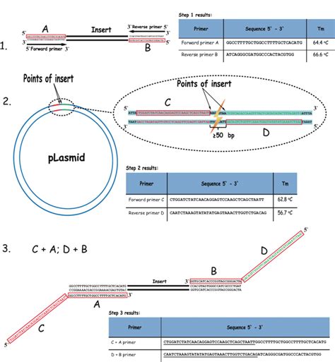 pcr primer with restriction site design at andrew briones blog