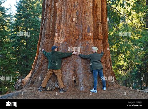 Giant Sequoia Giant Redwood Sequoiadendron Giganteum A Man And A Woman Spanning The Trunk Of