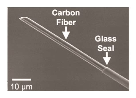 Scanning Electron Micrograph Sem Image Of A Glass Capillary Insulated Download Scientific
