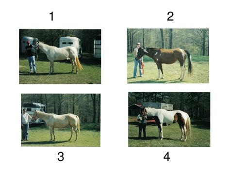 Ppt Halter Class 1 Mares Powerpoint Presentation Free Download Id