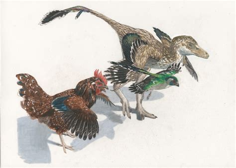 How Dinosaurs Set Up An Avian Explosion National Geographic