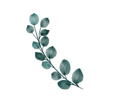 Eucalyptus Leaves