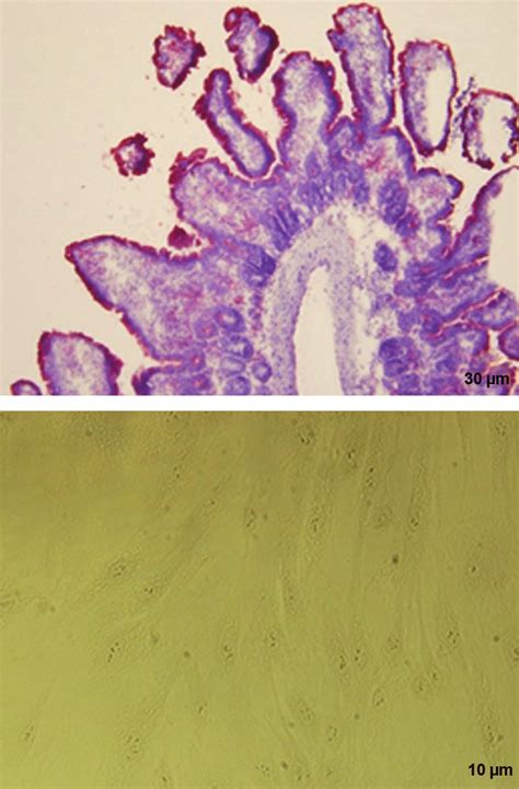 Comparison Alkaline Phosphatase Activity In Sertoli Cells A Mouse