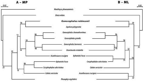 A Most Parsimonious Phylogenetic Tree Resulting From Phylipdnapars