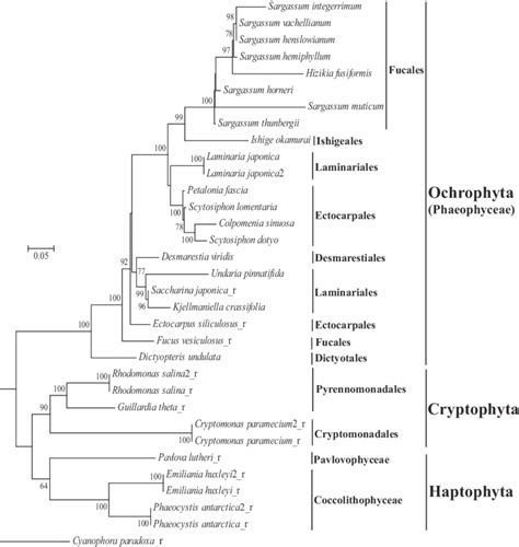 Maximum Likelihood Tree Based On 13 Concatenated Chloroplastic Protein