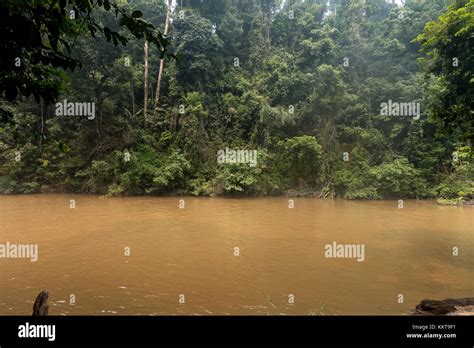 Deep Jungle River In Taman Negara National Park An Ancient Forest In