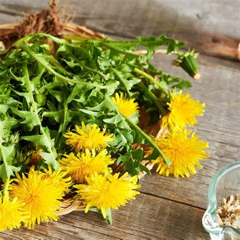 Dandelion Leaf Lavish Retreat Spa