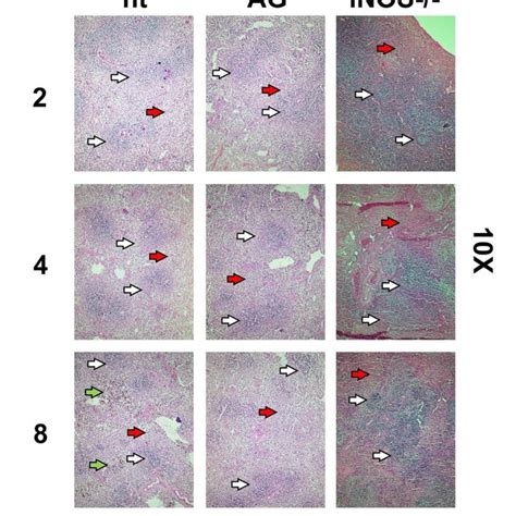 Platelet Counts From All Experimental Groups During All Days Of Download Scientific Diagram