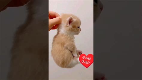 너무 귀엽고 사랑스러운 새끼 고양이 Youtube