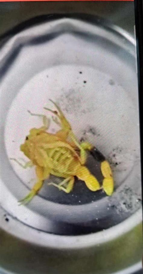 عقرب يلدغ طفل ووالده في الطفيلة صورة